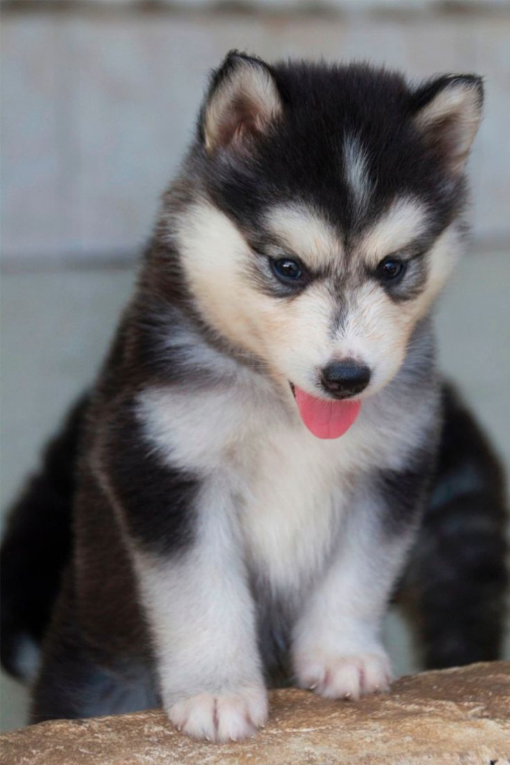 Los huskies son adorables - Pctr UP
