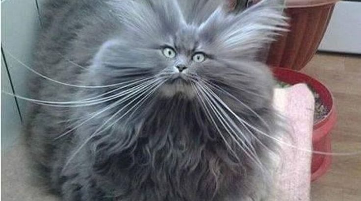 Gato feo - Gato feo con cabello largo - ¡15 gatos muy (muy) feos! - Pctr UP